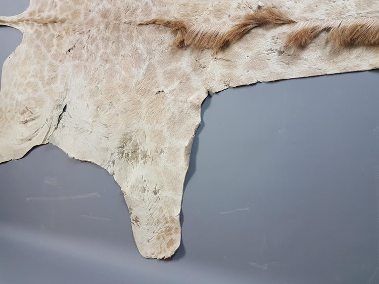 Victorian Juvenile Giraffe Hide For Sale at 1stDibs
