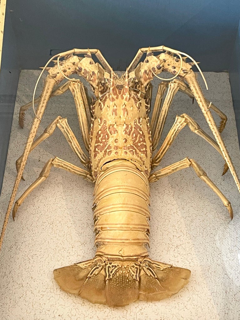 Victorian Specimen Albino Taxidermy Lobster in Giltwood Shadow Box ...