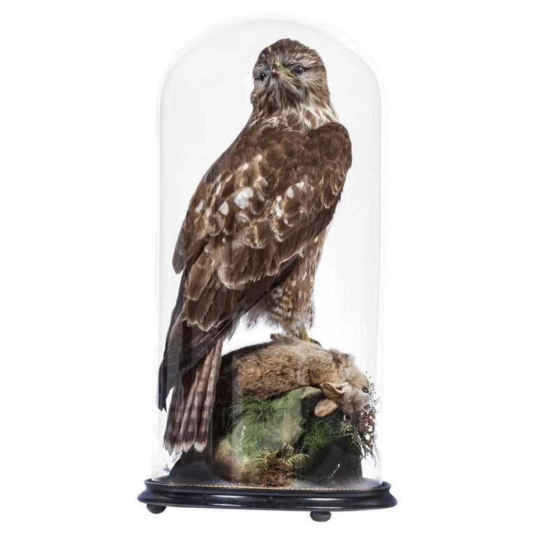 Victorian Taxidermy Buzzard with Dome 'Buteo Buteo' For Sale at 1stDibs ...