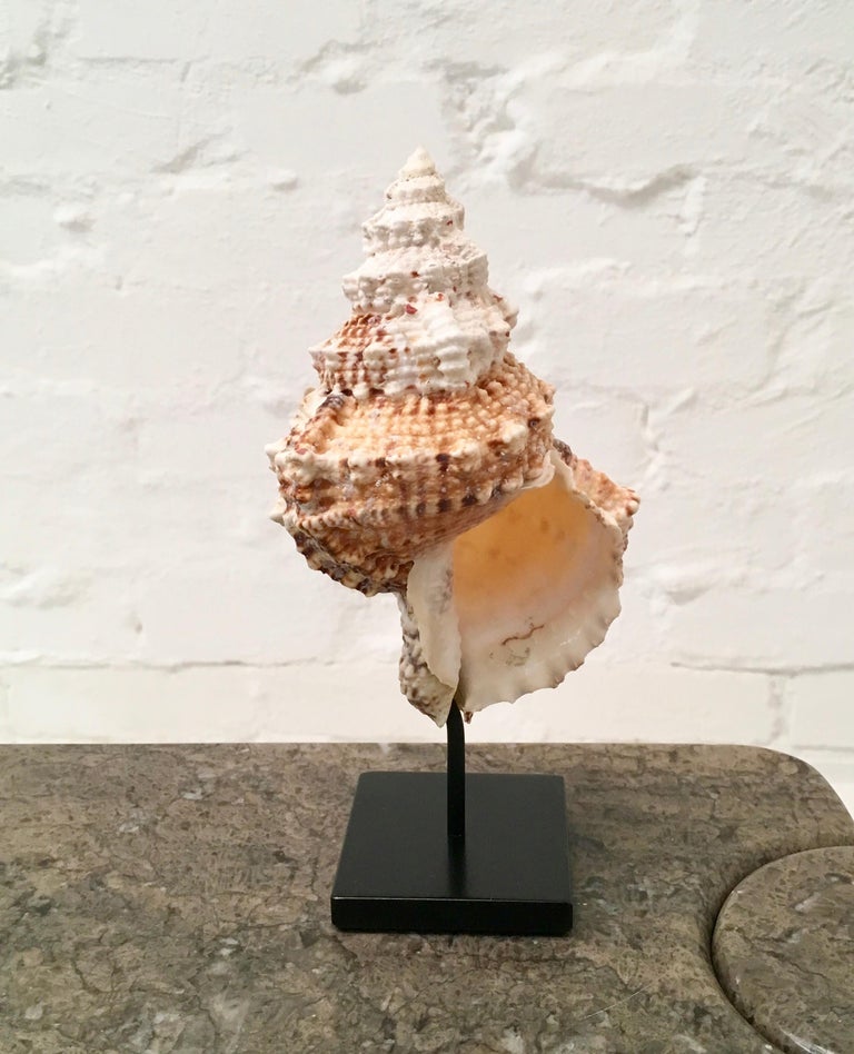 Vintage 1980s Bursa Bubo Seashell Mounted on a Custom Metal Stand at ...