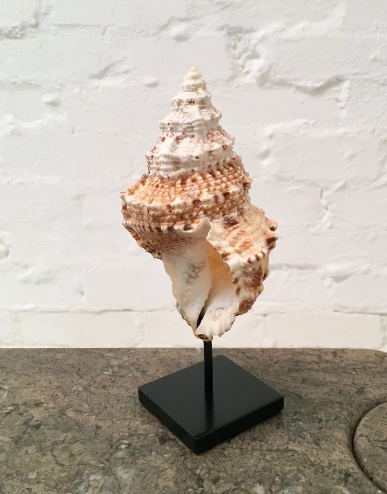 Vintage 1980s Bursa Bubo Seashell Mounted on a Custom Metal Stand at ...