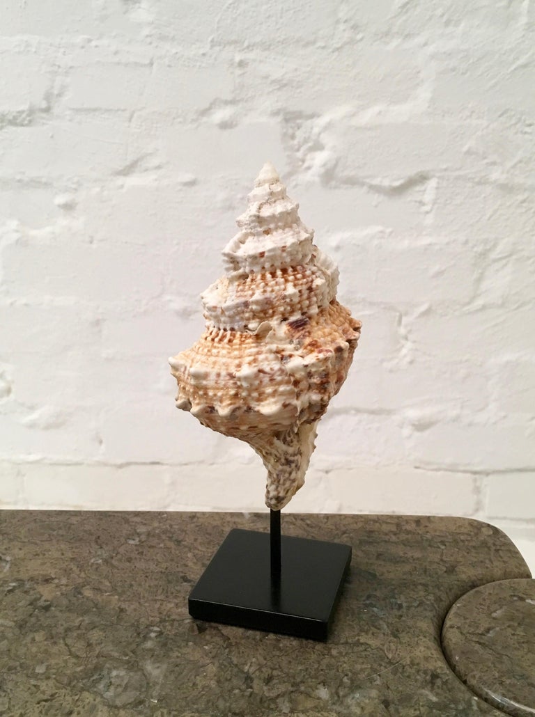 Vintage 1980s Bursa Bubo Seashell Mounted on a Custom Metal Stand at ...
