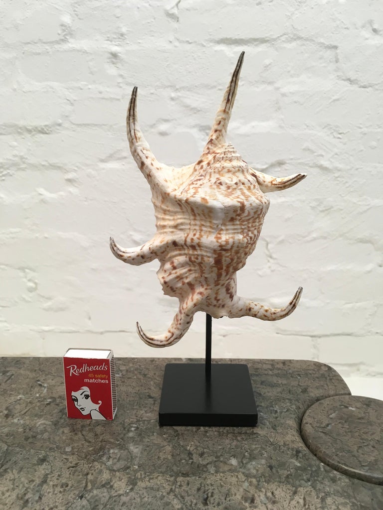 Vintage 1980s Spider Conch Shell Mounted on a Custom Display Stand at ...