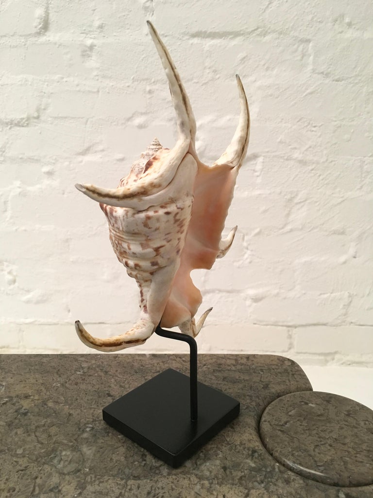 Vintage 1980s Spider Conch Shell Mounted on a Custom Display Stand at ...