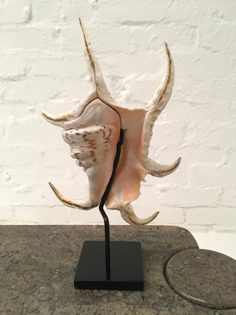 Vintage 1980s Spider Conch Shell Mounted on a Custom Display Stand at ...