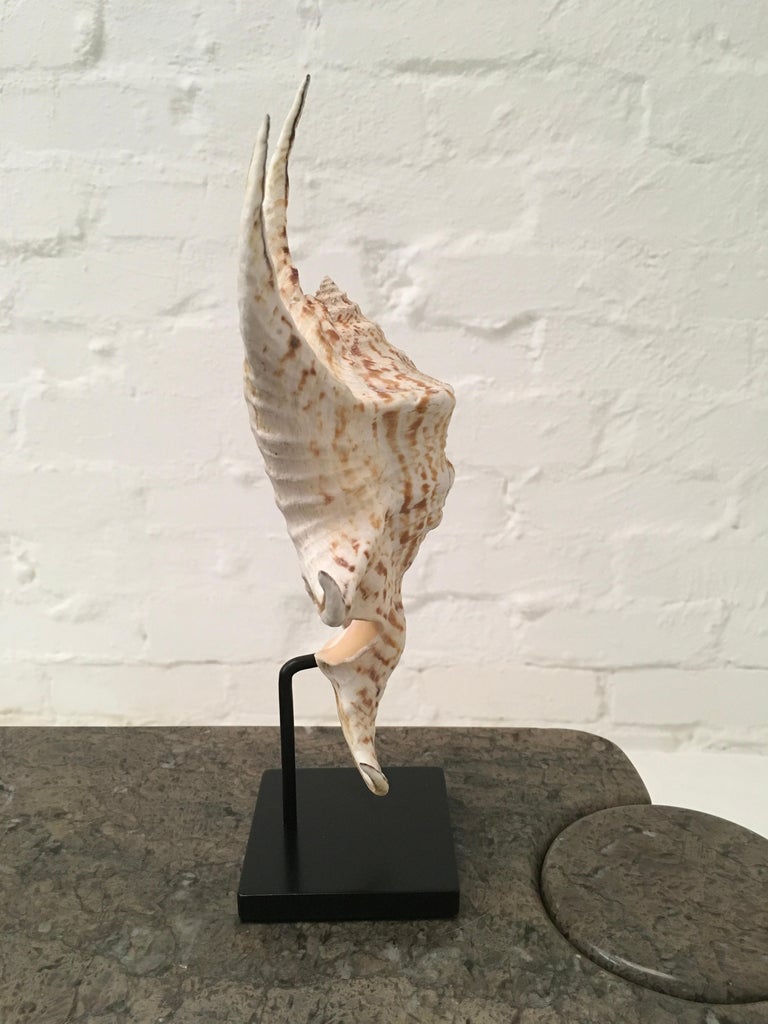 Vintage 1980s Spider Conch Shell Mounted on a Custom Display Stand at ...