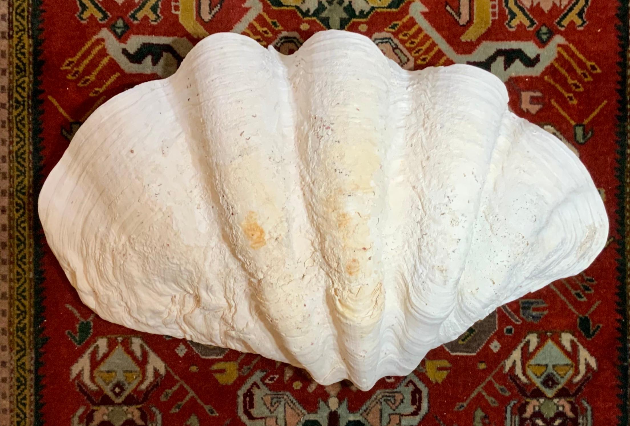 Vintage Clam Shell at 1stDibs