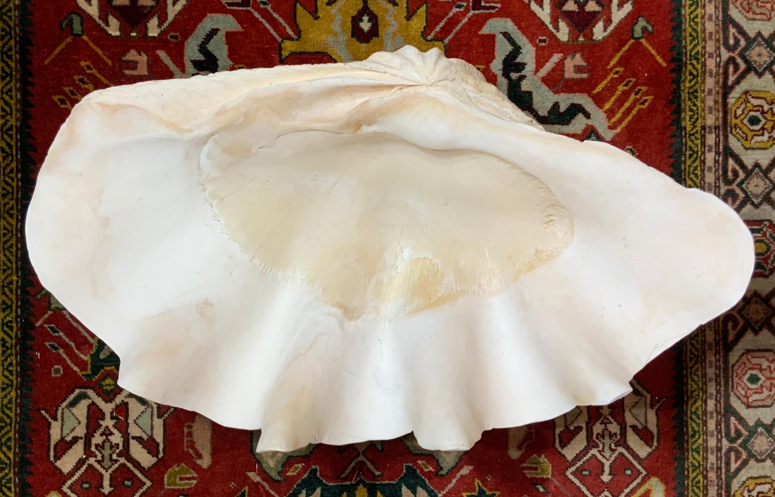 Vintage Clam Shell at 1stDibs