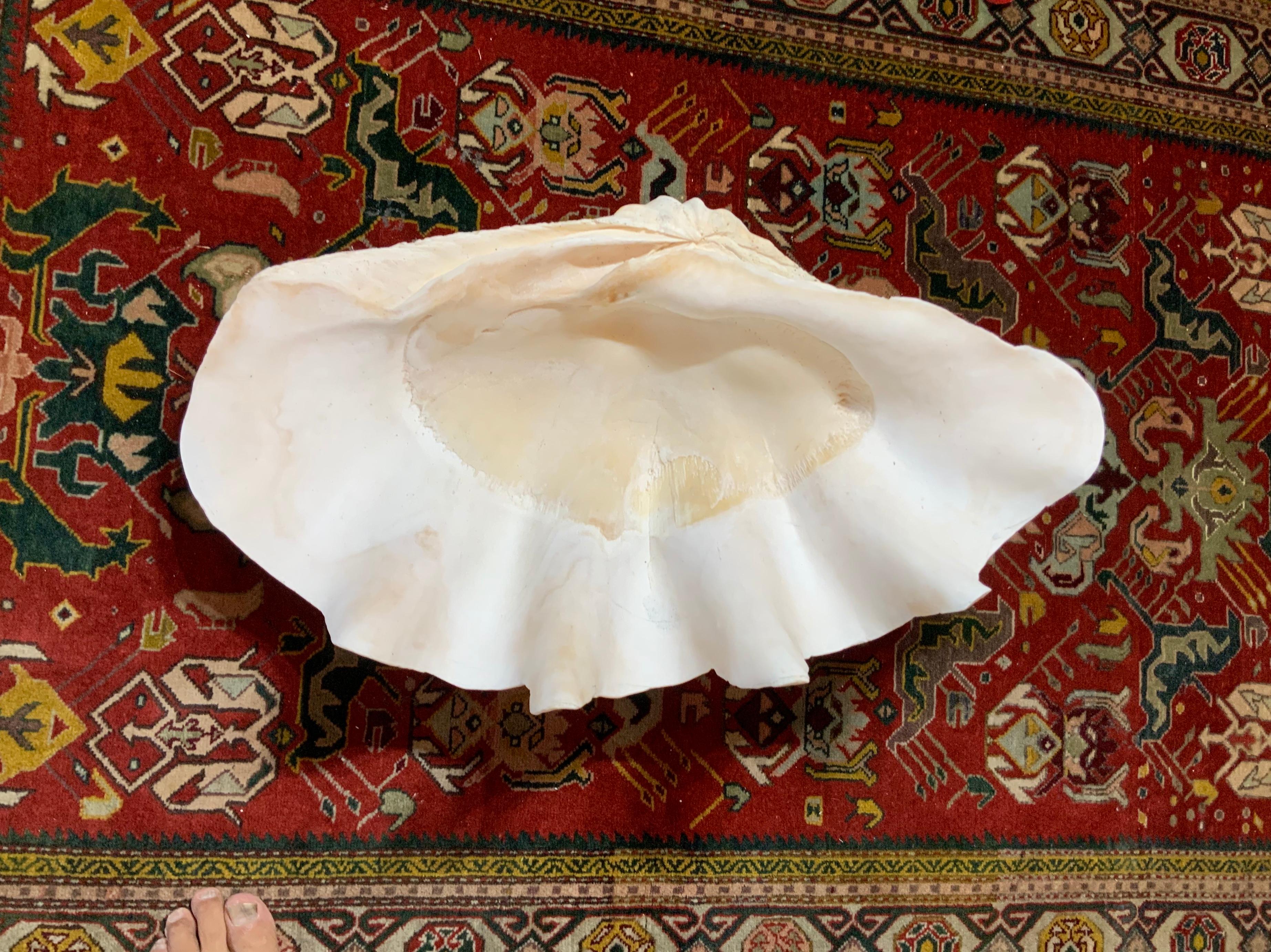 Vintage Clam Shell at 1stDibs