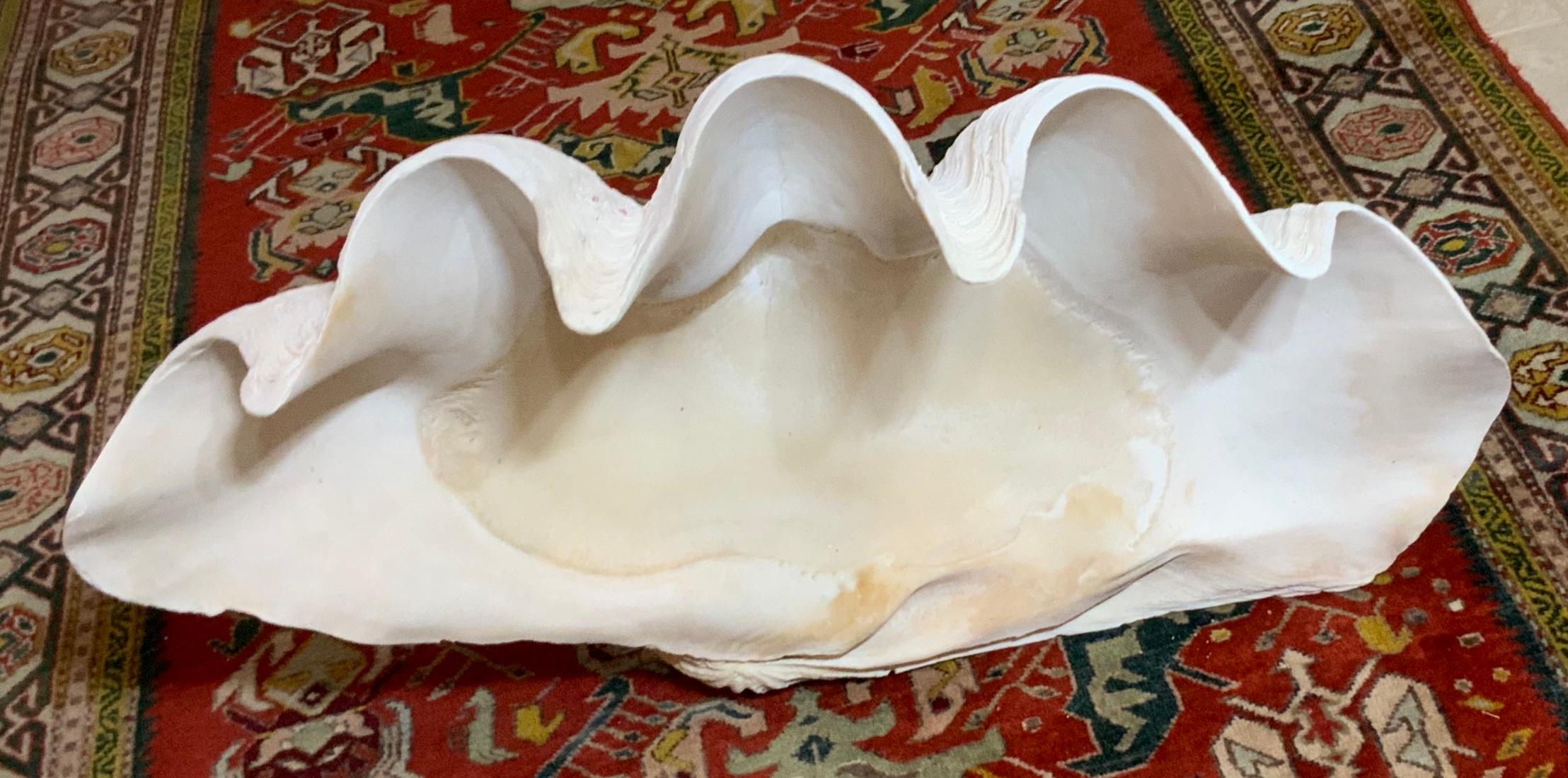 Vintage Clam Shell at 1stDibs