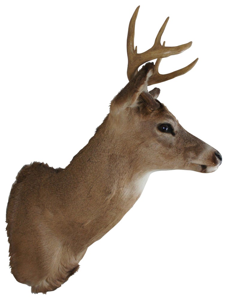 Vintage 8 Point Taxidermy Deer Head Trophy Mount Antlers Rack at ...