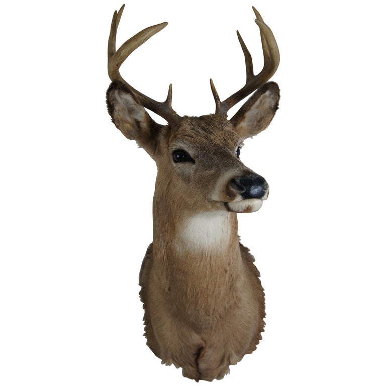 Vintage 8 Point Taxidermy Deer Head Trophy Mount Antlers Rack at ...