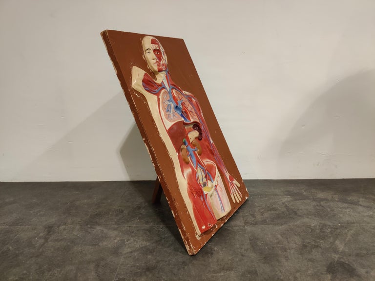 Vintage Anatomical Model, 1950s at 1stDibs | used anatomical models for ...