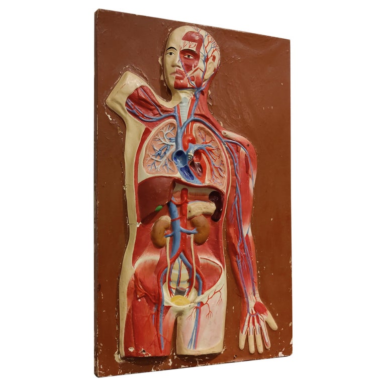 Vintage Anatomical Model, 1950s at 1stDibs | used anatomical models for ...
