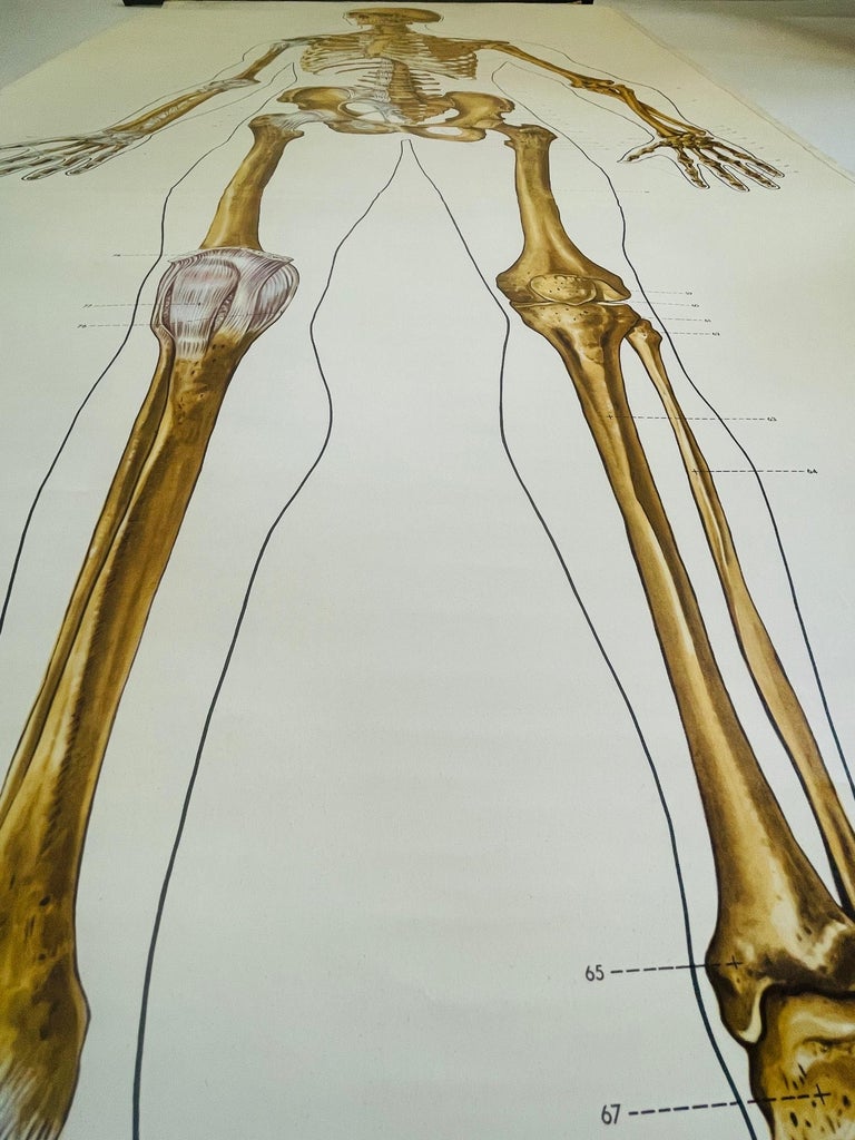 Vintage Anatomical Schoolmap, Skeleton School Chart, Vintage German ...