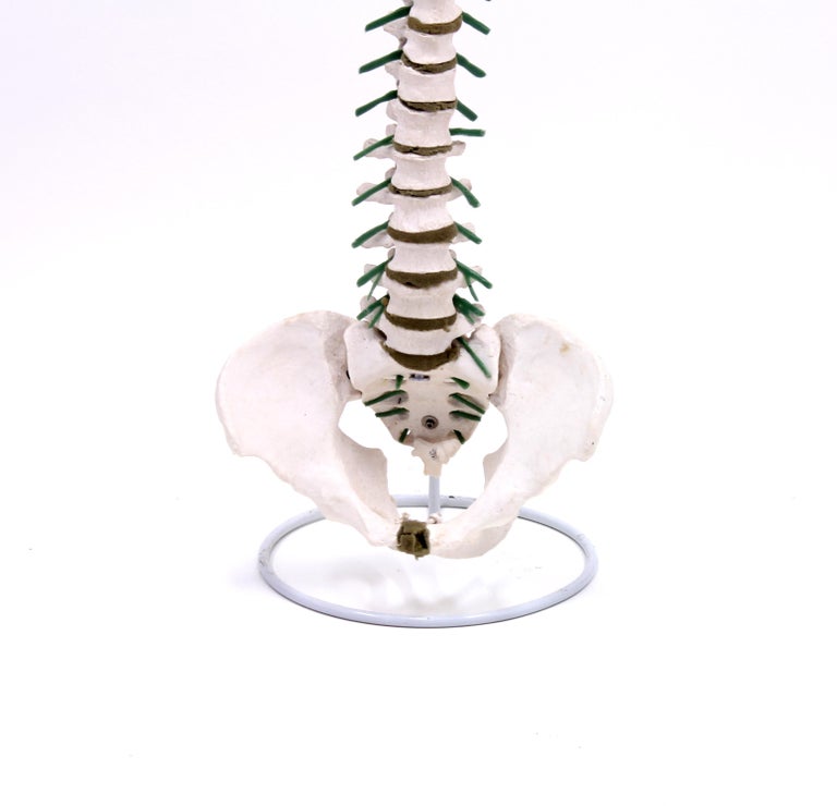 Vintage Anatomical Spine Model, 1970s at 1stDibs