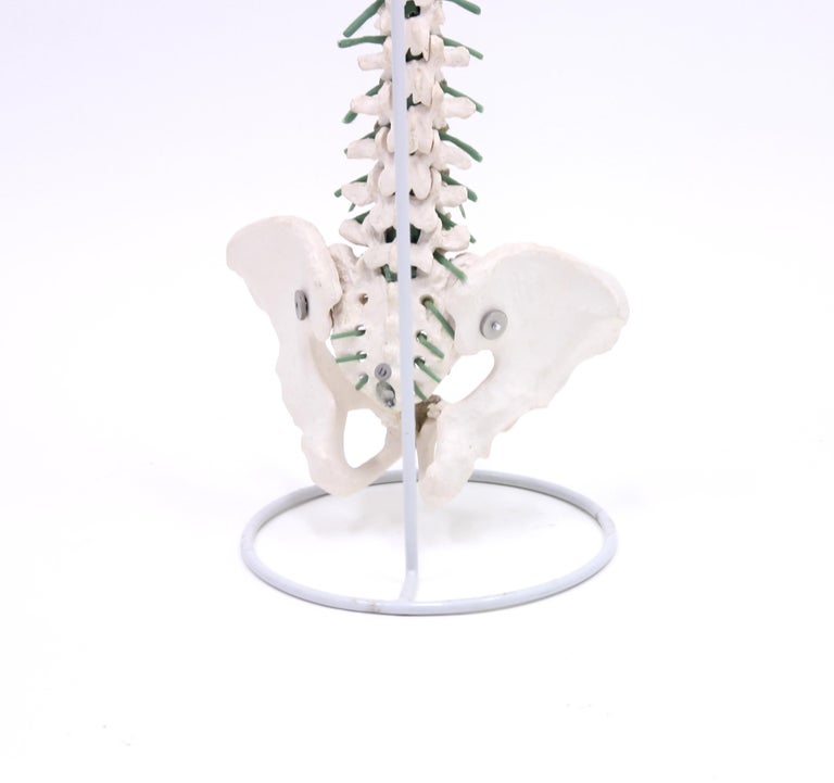 Vintage Anatomical Spine Model, 1970s at 1stDibs