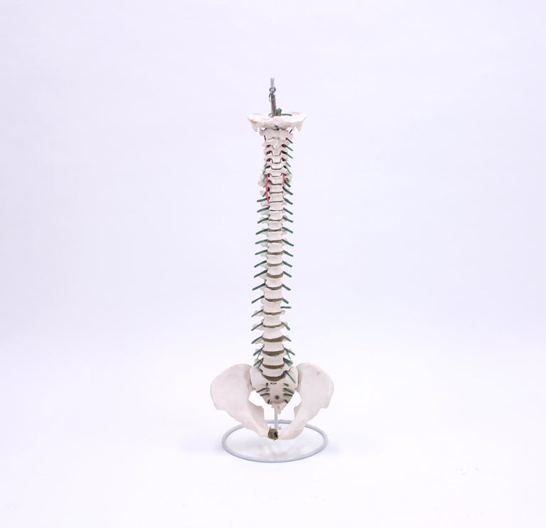 Vintage Anatomical Spine Model, 1970s at 1stDibs