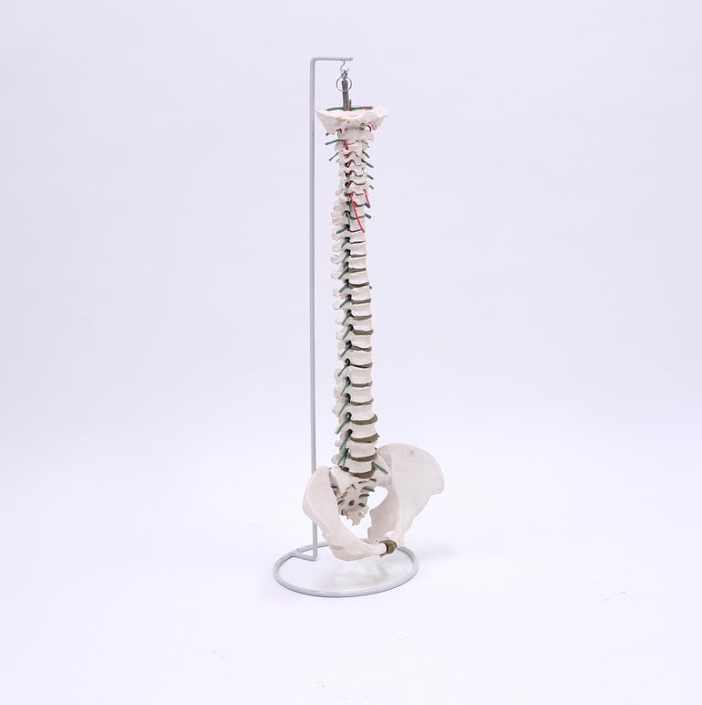 Vintage Anatomical Spine Model, 1970s at 1stDibs