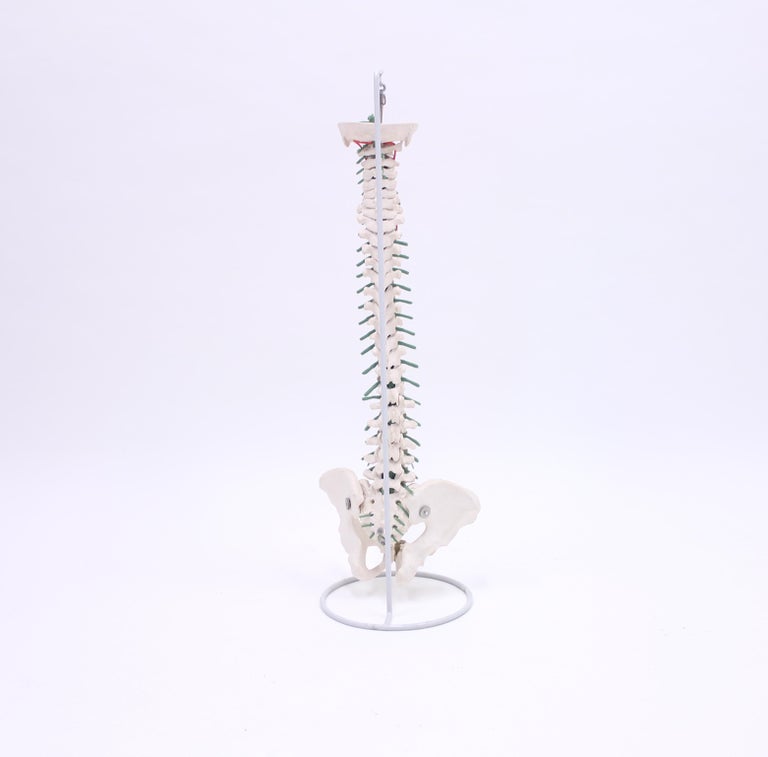 Vintage Anatomical Spine Model, 1970s at 1stDibs