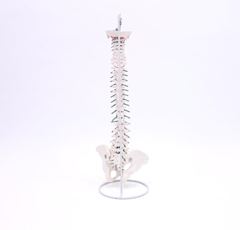 Vintage Anatomical Spine Model, 1970s at 1stDibs