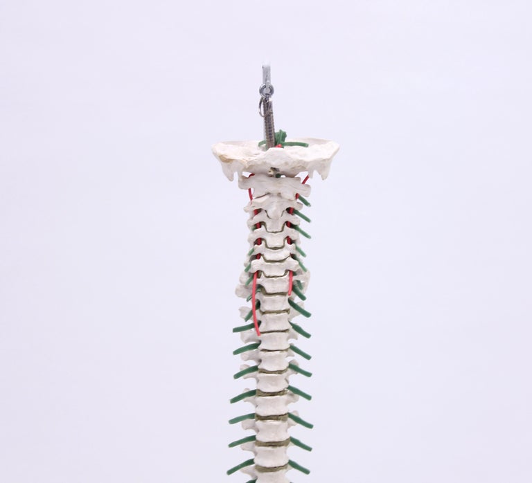 Vintage Anatomical Spine Model, 1970s at 1stDibs