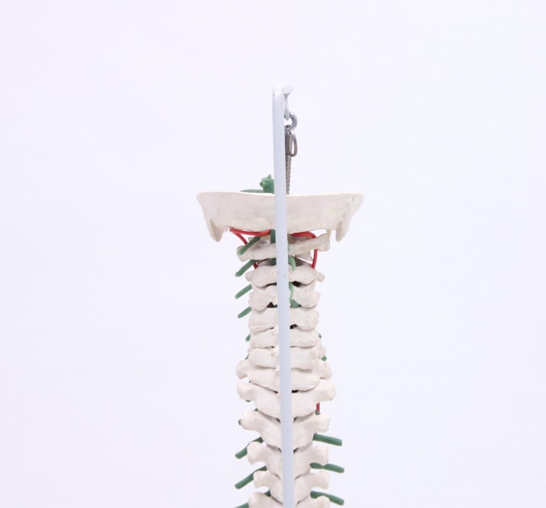 Vintage Anatomical Spine Model, 1970s at 1stDibs