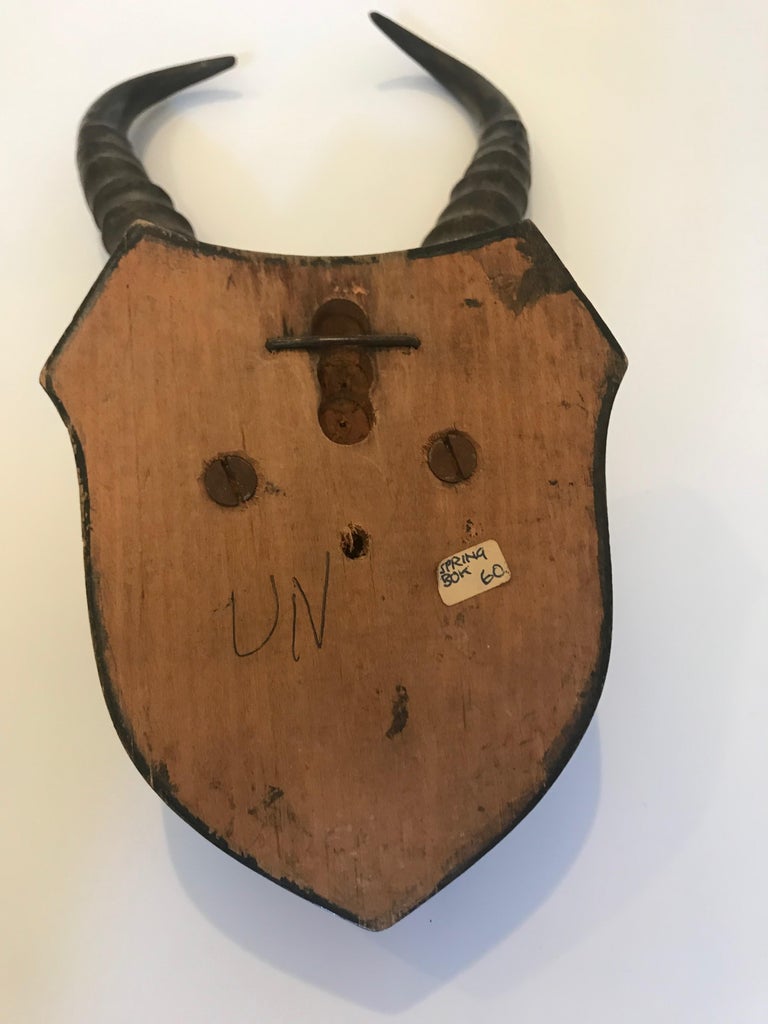 Vintage Antelope Antlers Mounted on Black Shield Shaped Plaque For Sale ...