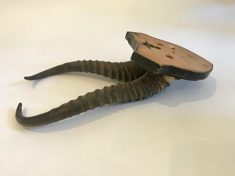 Vintage Antelope Antlers Mounted on Black Shield Shaped Plaque For Sale ...