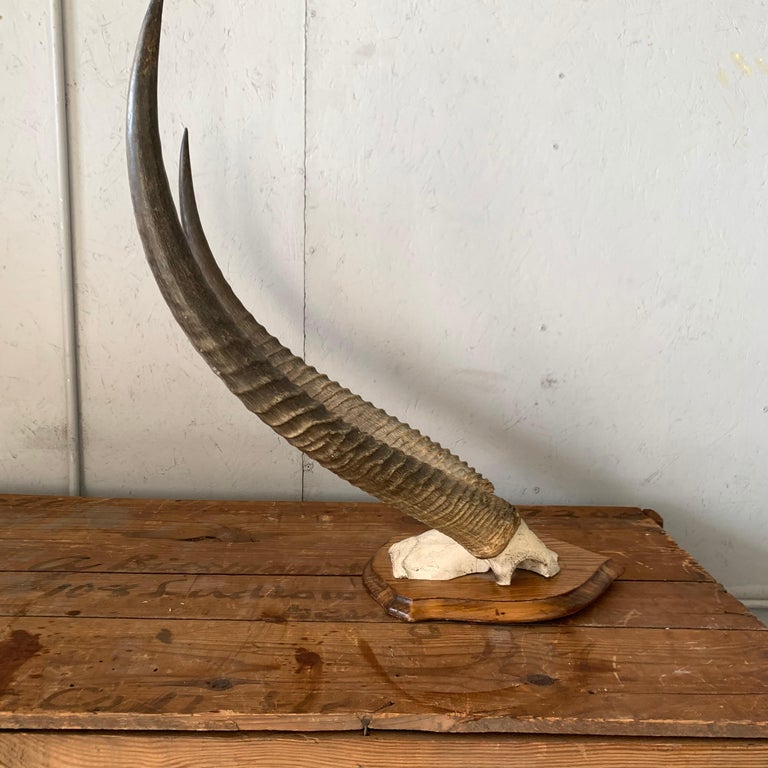 Vintage Antelope Antlers Mounted on Shield Shaped Plaque For Sale at ...
