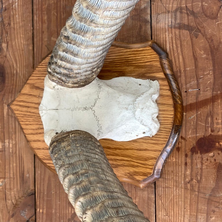 Vintage Antelope Antlers Mounted on Shield Shaped Plaque For Sale at ...