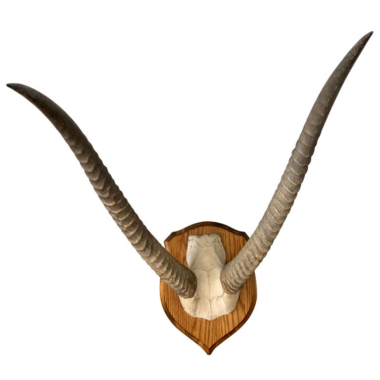 Vintage Antelope Antlers Mounted on Shield Shaped Plaque For Sale at ...