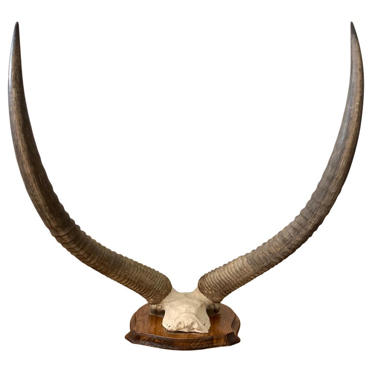 Vintage Antelope Antlers Mounted on Shield Shaped Plaque For Sale at ...