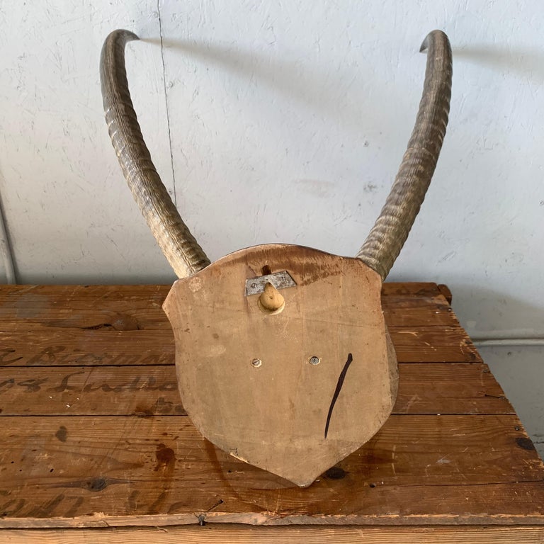 Vintage Antelope Antlers Mounted on Shield Shaped Plaque For Sale at ...