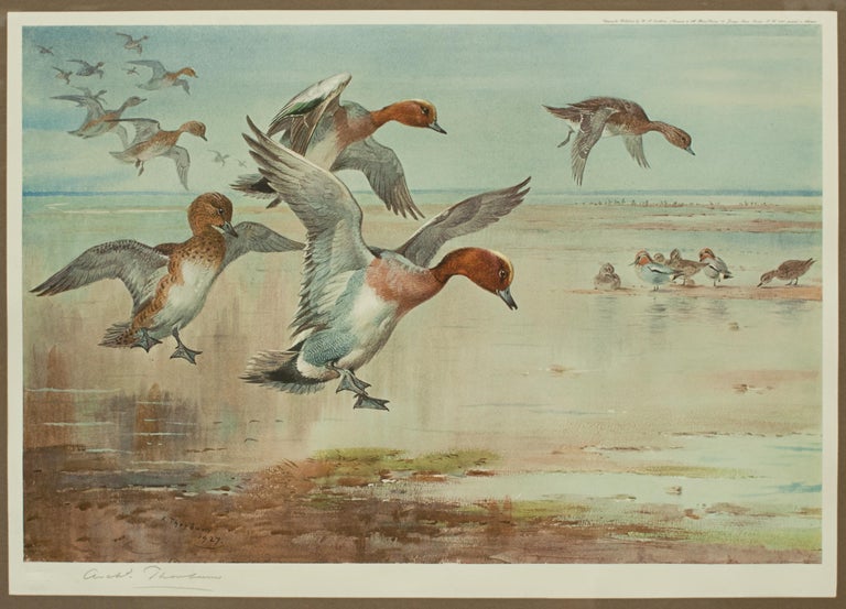 Vintage Archibald Thorburn Print, Widgeon Alighting, Hunting Print For ...