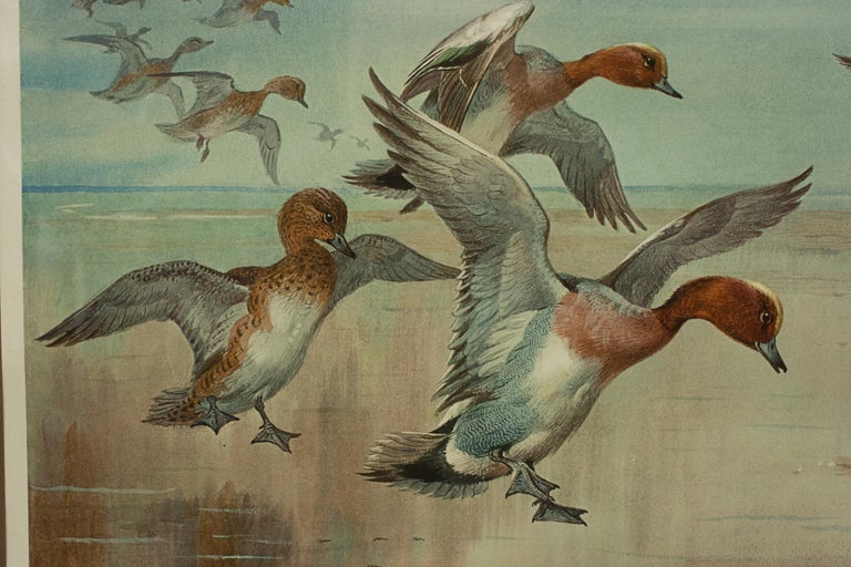 Vintage Archibald Thorburn Print, Widgeon Alighting, Hunting Print For ...