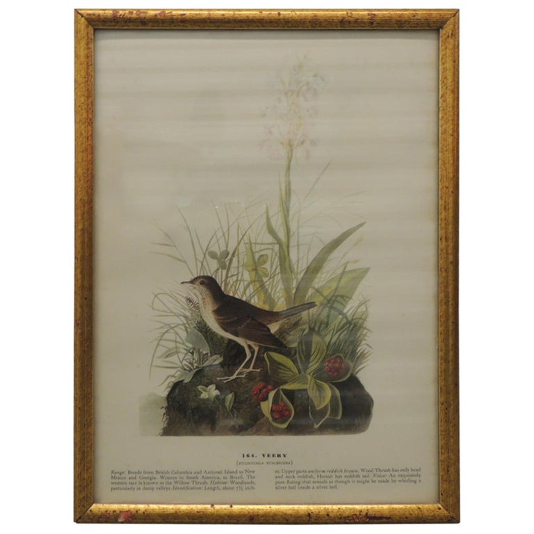 Vintage Bird Print in Gold Frame For Sale at 1stDibs | vintage bird ...