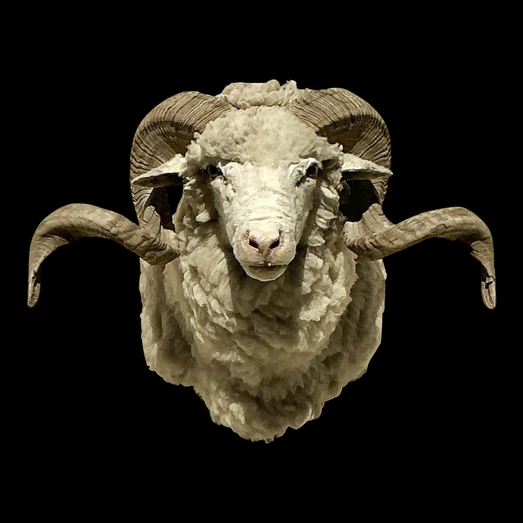 Vintage Boho Taxidermy Sheep Mount For Sale at 1stDibs