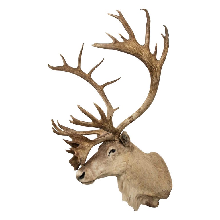 caribou head