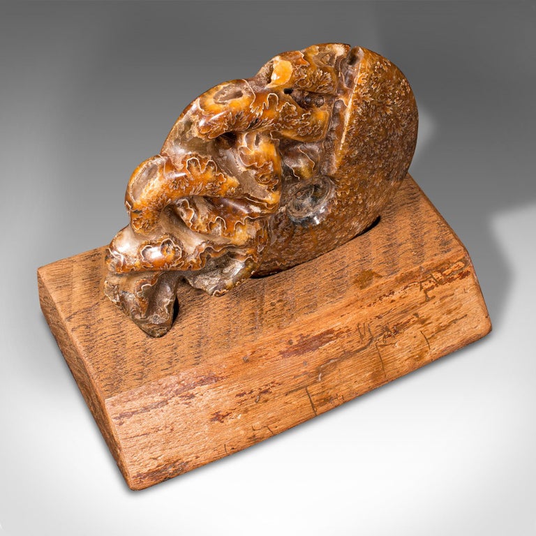 Vintage Carved Decorative Ammonite, African, Fossil, Display ...