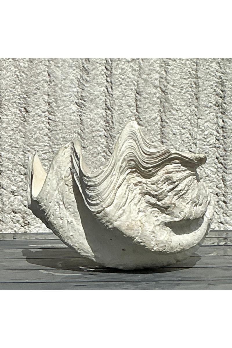 Vintage Coastal Monumental Tridacna Gigas Clam Shell #10 For Sale at ...