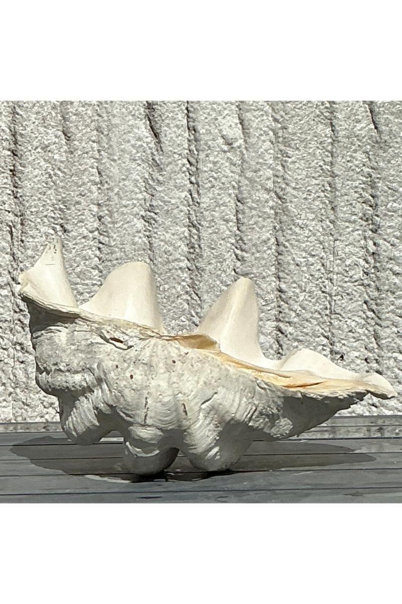 Vintage Coastal Monumental Tridacna Gigas Clam Shell #10 For Sale at ...