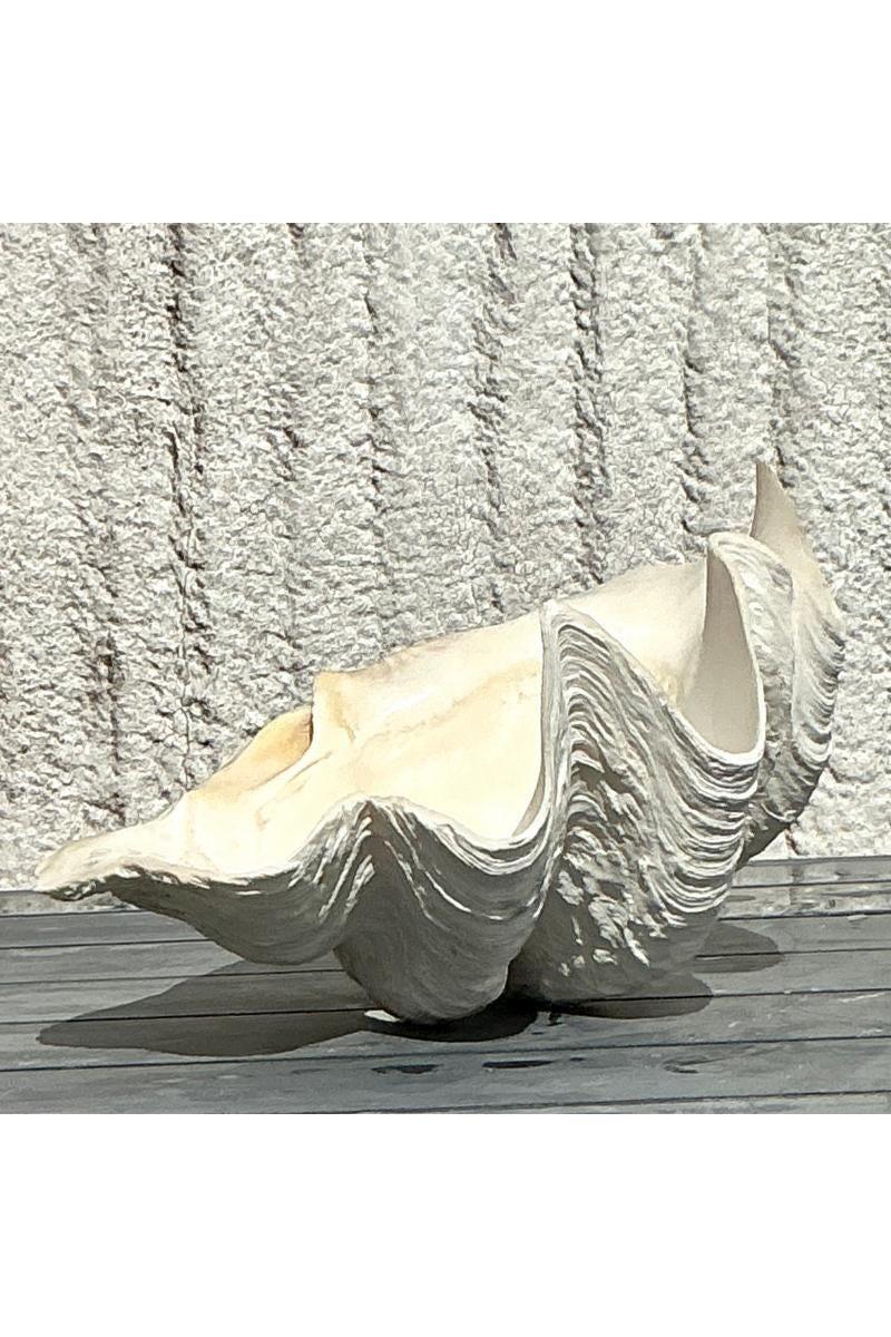 Vintage Coastal Monumental Tridacna Gigas Clam Shell #10 For Sale at ...