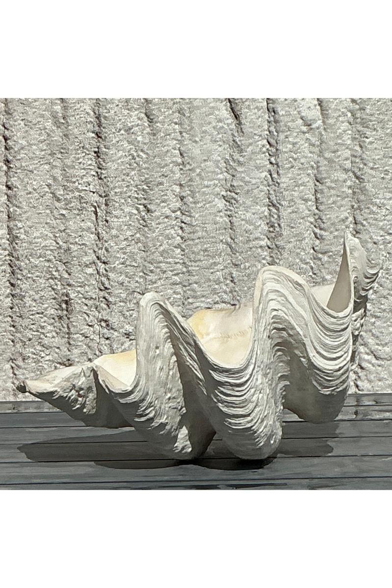 Vintage Coastal Monumental Tridacna Gigas Clam Shell #10 For Sale at ...