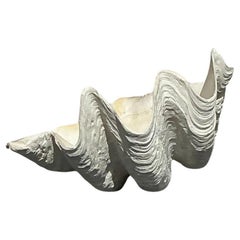 Vintage Coastal Monumental Tridacna Gigas Clam Shell #6 For Sale at 1stDibs