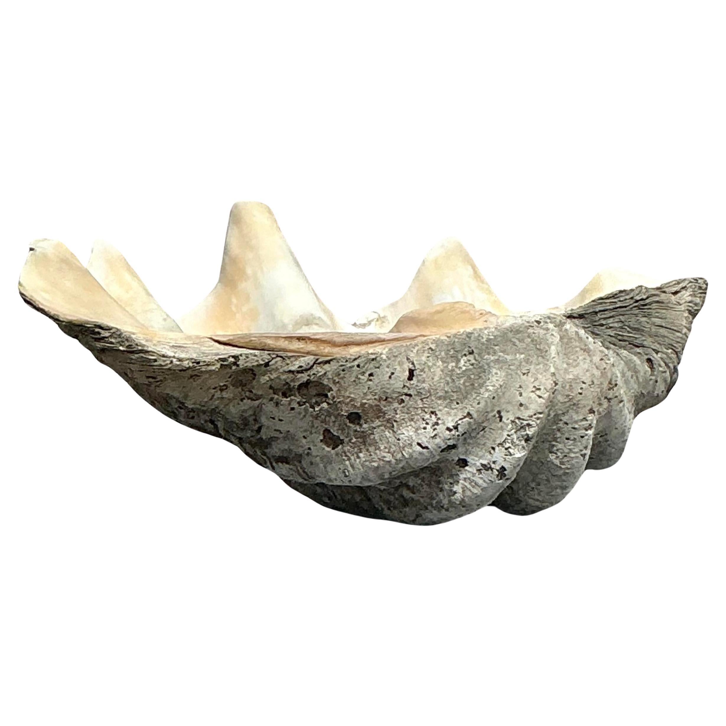 Vintage Coastal Monumental Tridacna Gigas Clamshell #2 For Sale at 1stDibs