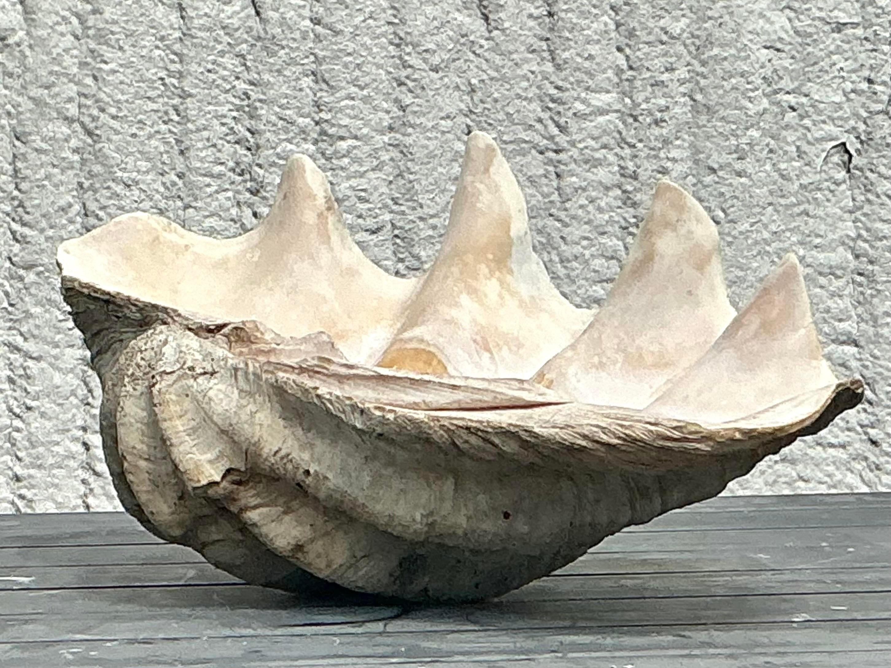 Vintage Coastal Monumental Tridacna Gigas Clamshell #4 For Sale at 1stDibs