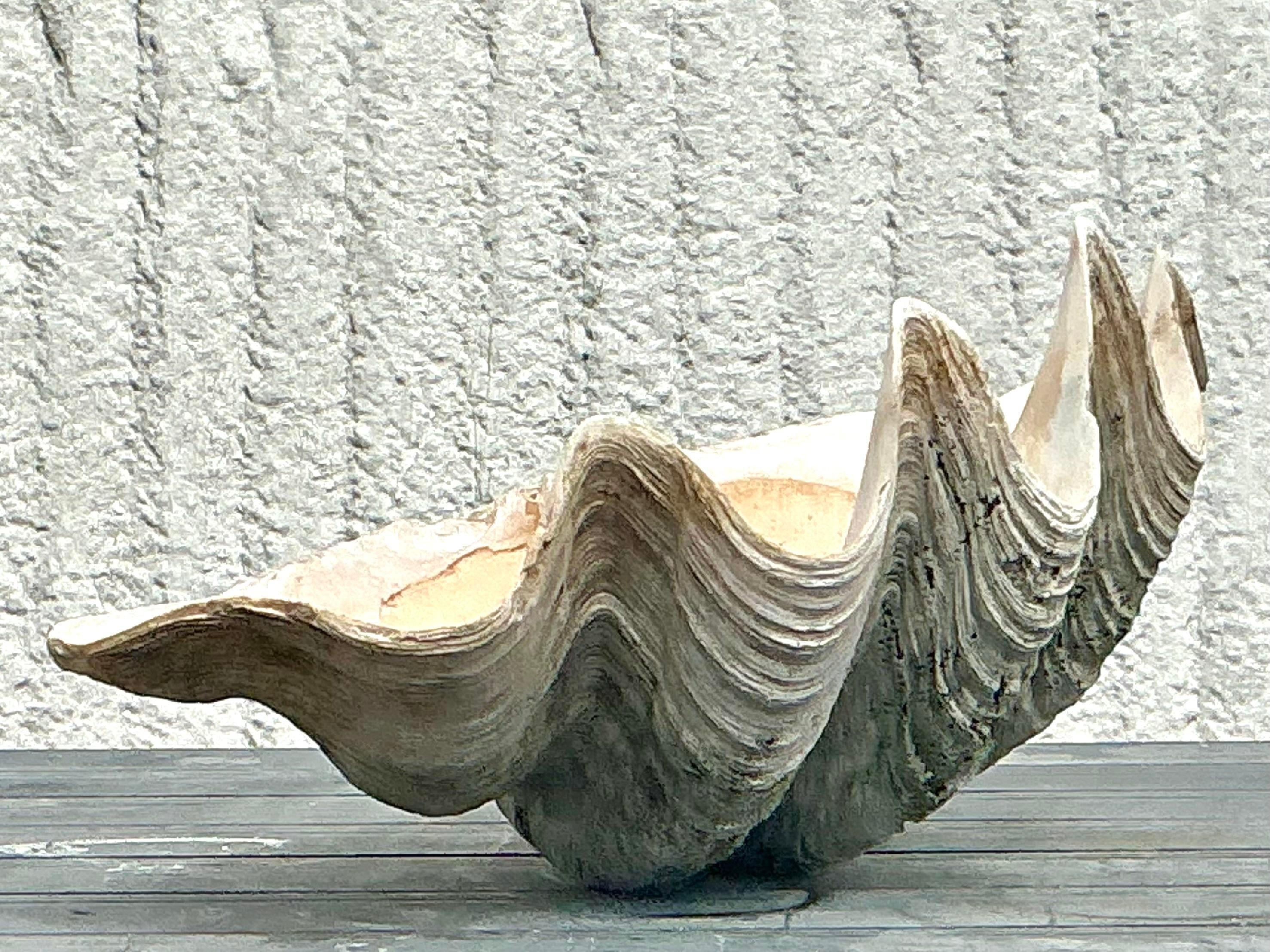 Vintage Coastal Monumental Tridacna Gigas Clamshell #4 For Sale at 1stDibs