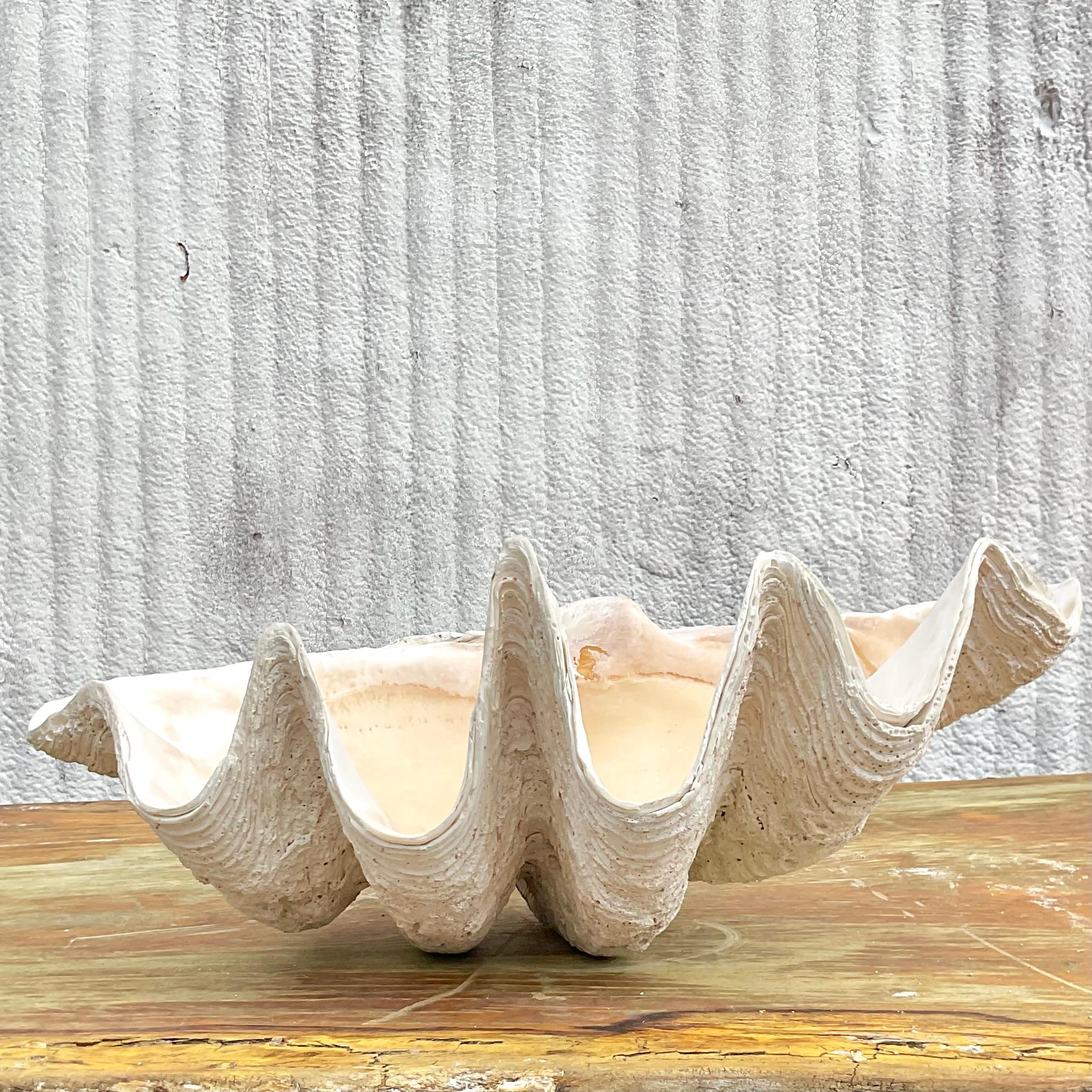 Vintage Coastal Monumental Tridacna Gigas Giant Clam Shell at 1stDibs ...