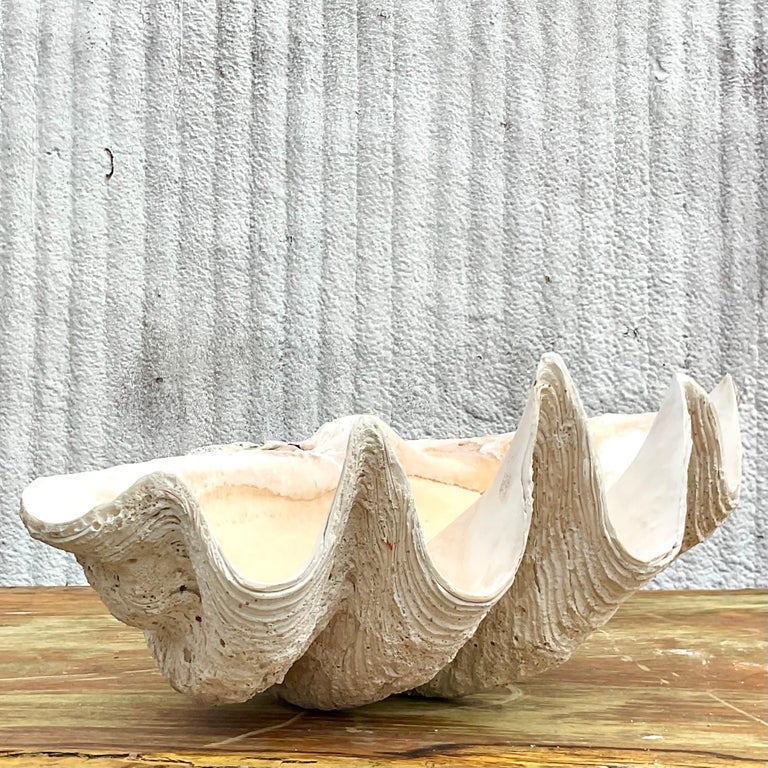 Vintage Coastal Monumental Tridacna Gigas Giant Clam Shell For Sale at ...